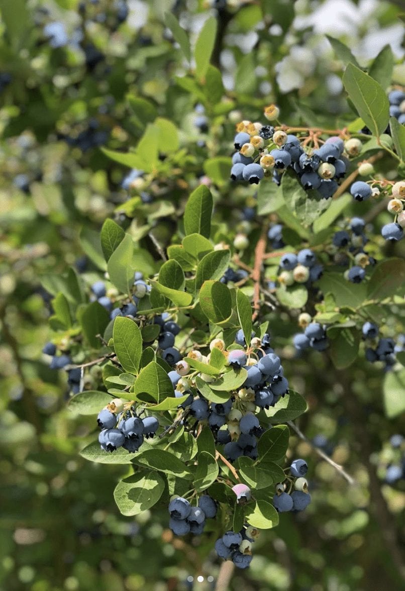 Blueberry Patch 2020 - Triple Wren Farms