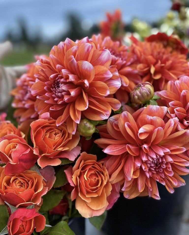 Dahlias + Roses - Triple Wren Farms