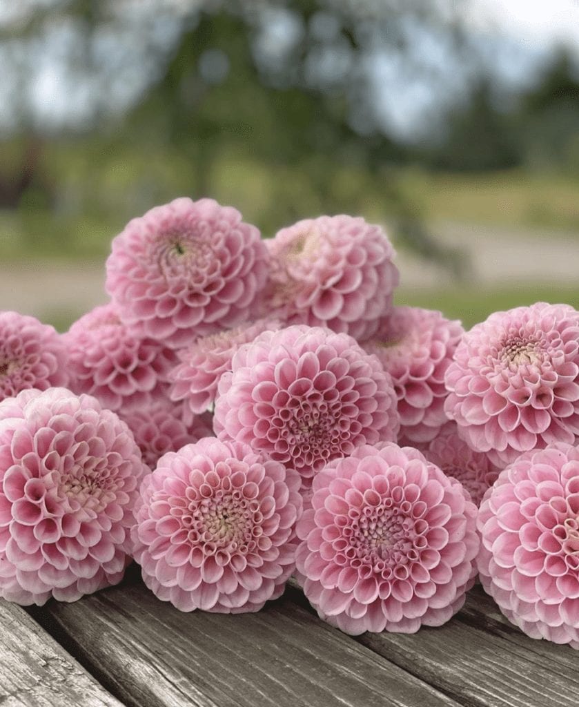 Pretty in Pink - Triple Wren Farms