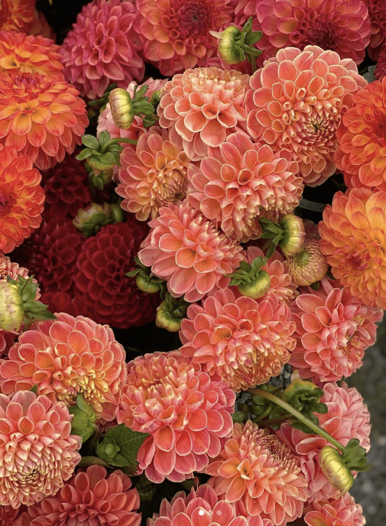 A Brilliant Monday Harvest - Triple Wren Farms