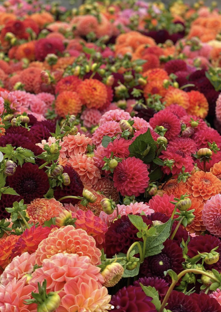 A Brilliant Monday Harvest - Triple Wren Farms