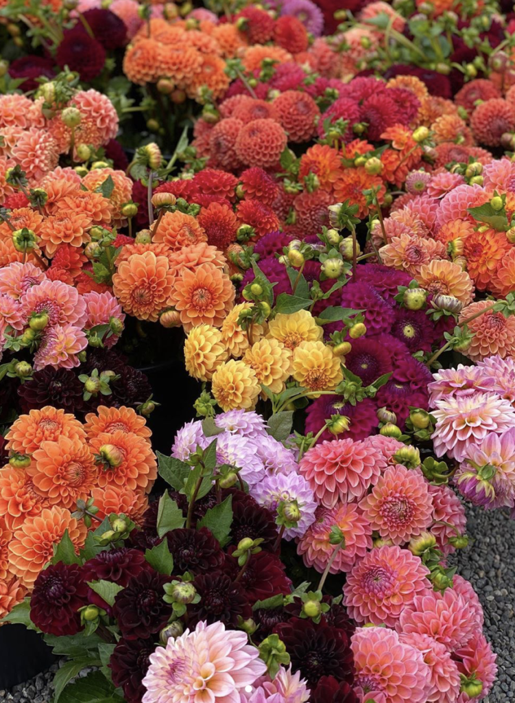 A Brilliant Monday Harvest - Triple Wren Farms