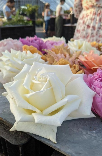 Flower Therapy with Roses - Triple Wren Farms