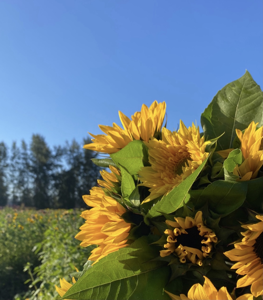 Our Favorite Sunflowers for Cut Flowers - Triple Wren Farms