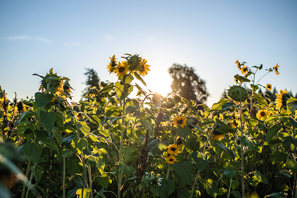 Spacing Between Plants in Your Cut Flower Garden - Triple Wren Farms