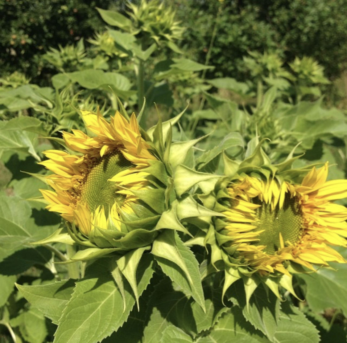 Our Favorite Sunflowers for Cut Flowers - Triple Wren Farms