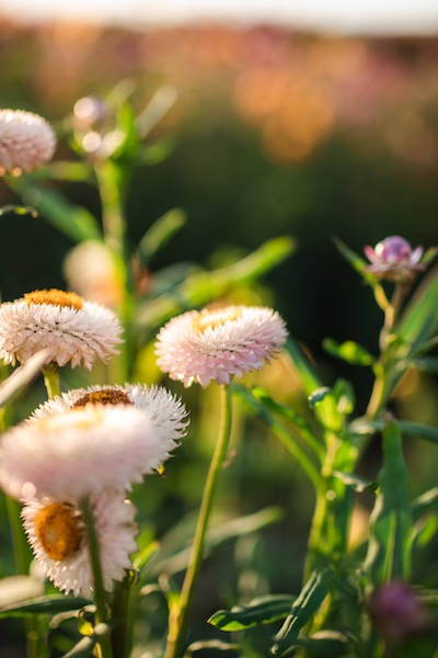Our Favorite Annual Flowers for Increasing Biodiversity - Triple Wren Farms