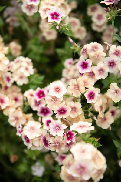 Succession Planting is Key to Having Cut Flowers All Summer - Triple ...