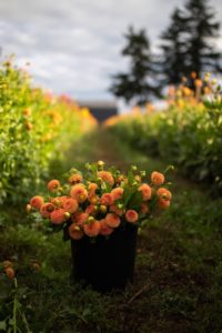 Use a Spreadsheet to Make Detailed Plans for Your Flower Garden ...
