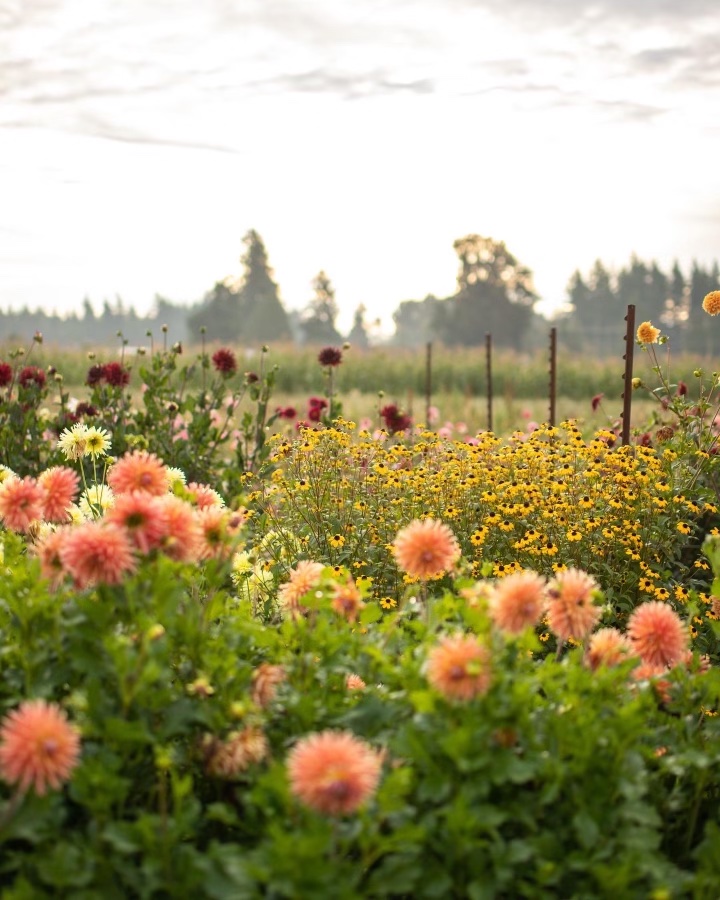 Blog - Triple Wren Farms