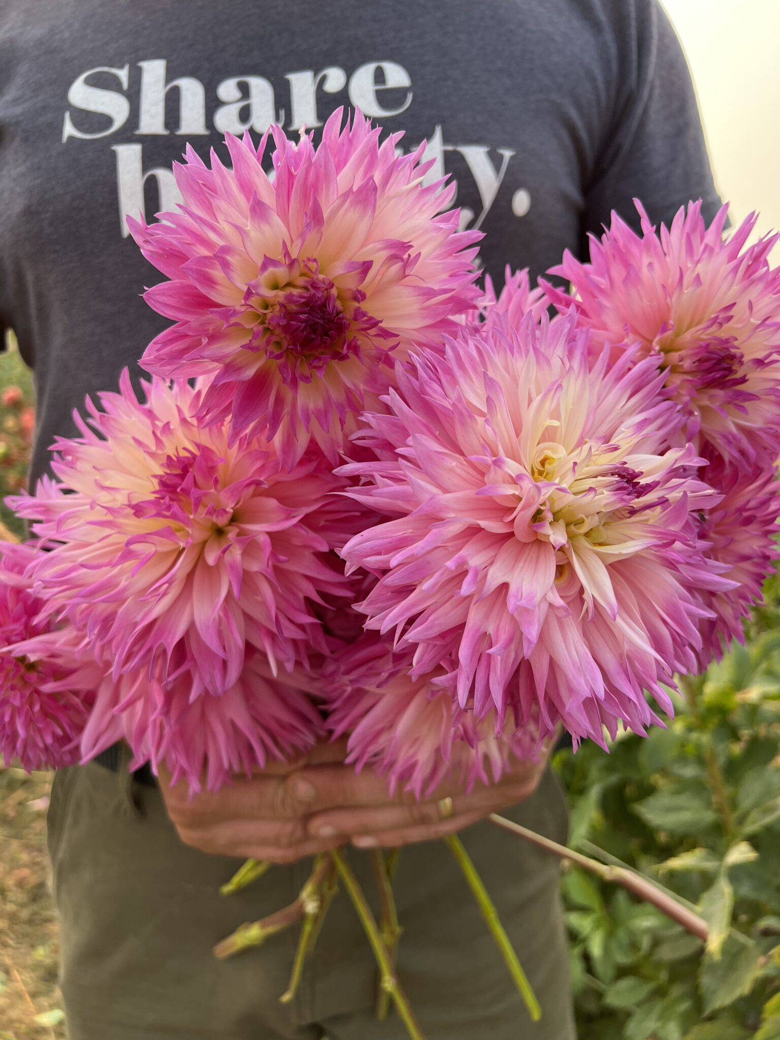 NEW 2023 BLOOMQUIST DAHLIA INTRODUCTIONS - Triple Wren Farms