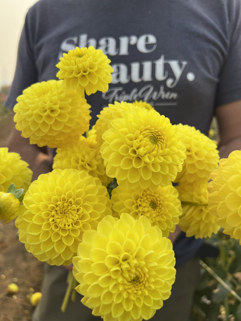 NEW 2023 BLOOMQUIST DAHLIA INTRODUCTIONS - Triple Wren Farms