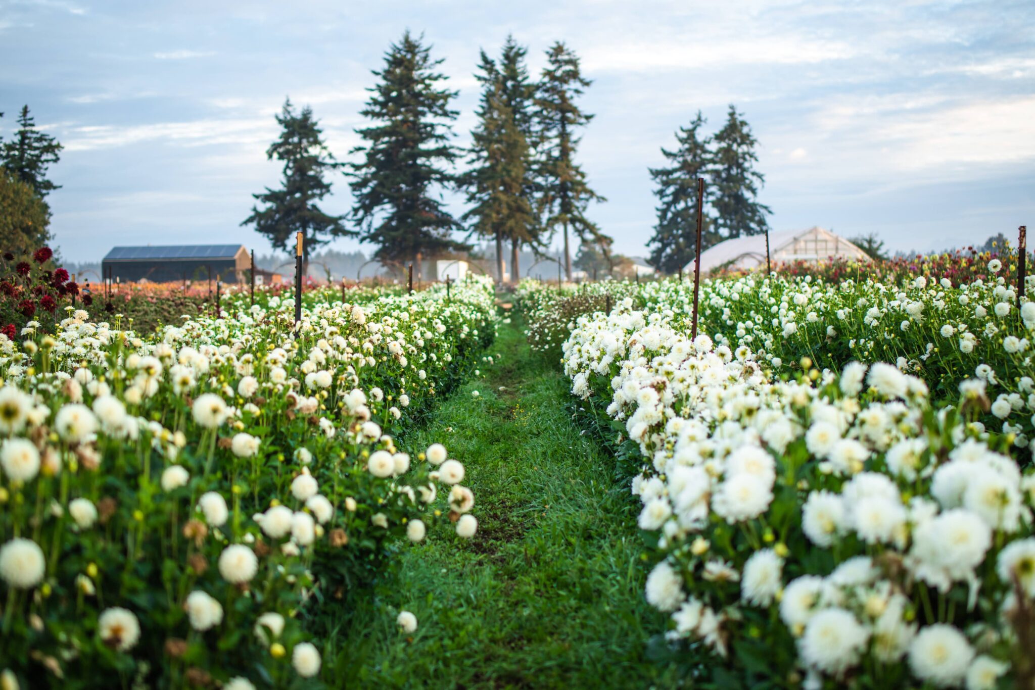 Best Practices to Ensure Long Lasting Dahlia Blooms for Market - Triple ...