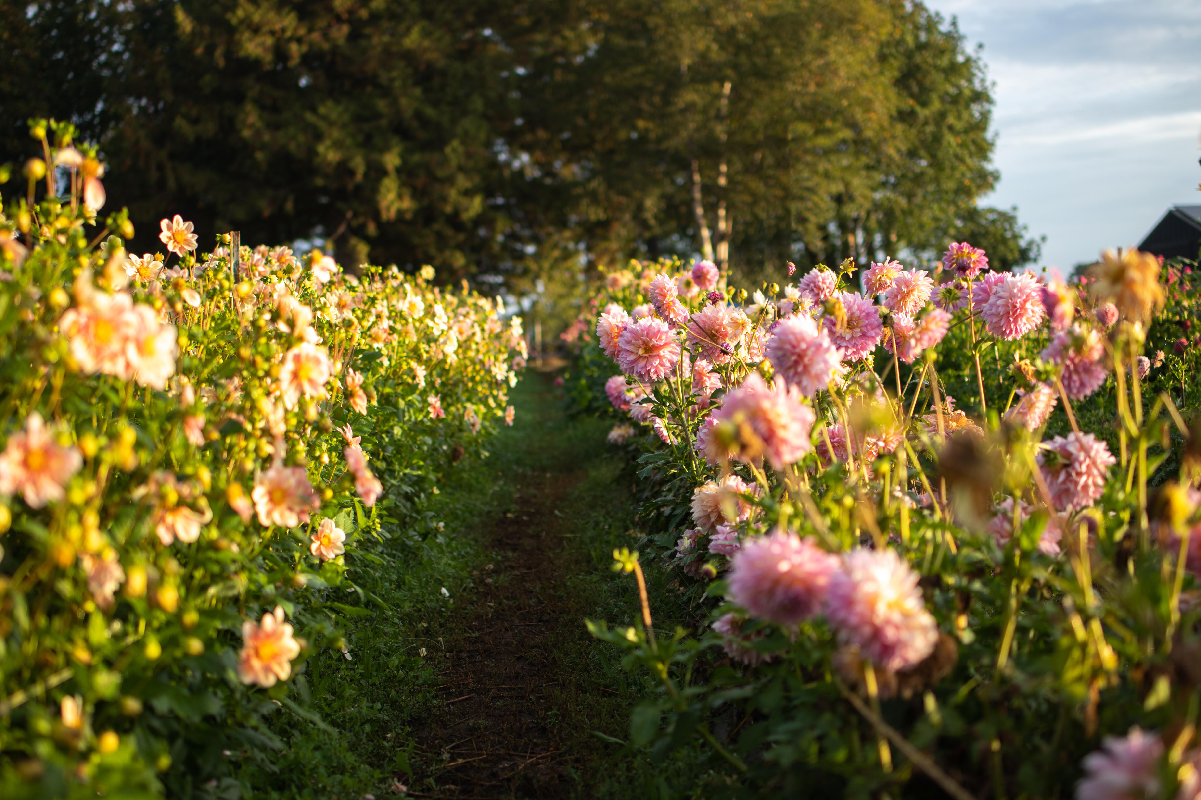 How to Grow Dahlias: Spacing - Triple Wren Farms
