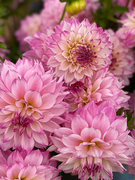 Dahlia Comparison: Bloomquist Endlesession and Hollyhill Pinkie ...