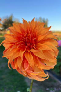 Dahlia Comparison: Bloomquist Jean and Bloomquist Pumpkin - Triple Wren ...