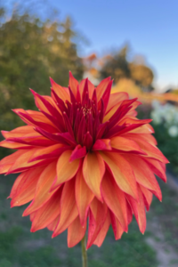 Dahlia Comparison: Bloomquist Jean and Bloomquist Pumpkin - Triple Wren ...