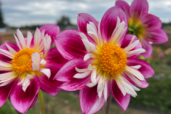 Dahlia Variety Comparison: Bloomquist Catalina and Bumble Rumble ...