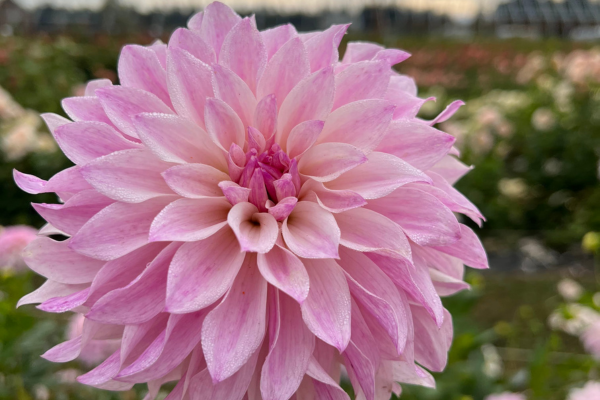 Variety Comparison: Shiloh Noelle and Bloomquist Compare - Triple Wren ...