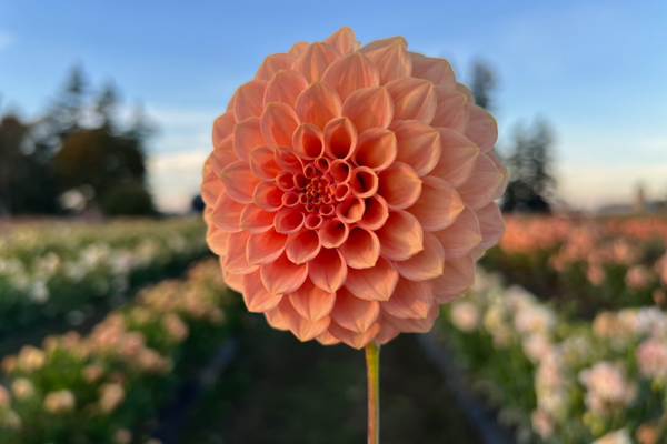 Variety Comparison: Bracken Rose and Rock Run Ashley - Triple Wren Farms