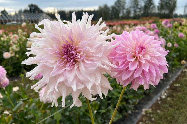 Variety Comparison: Shiloh Noelle and Bloomquist Compare - Triple Wren ...