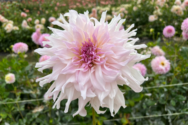 Variety Comparison: Shiloh Noelle and Bloomquist Compare - Triple Wren ...