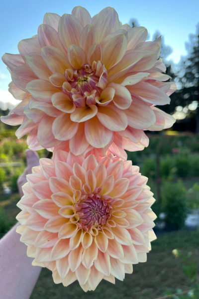 Dahlia Comparison: Wyn's N.E.W. Pastel and Bloomquist Alan - Triple ...