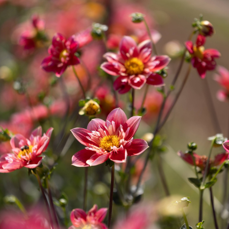 Heat Can Affect Dahlia Color - Triple Wren Farms