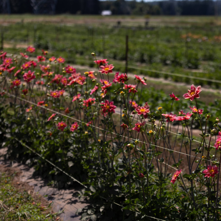 Heat Can Affect Dahlia Color - Triple Wren Farms
