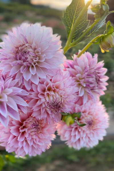 Dahlia Comparison: Bloomquist Endlesession and Hollyhill Pinkie ...