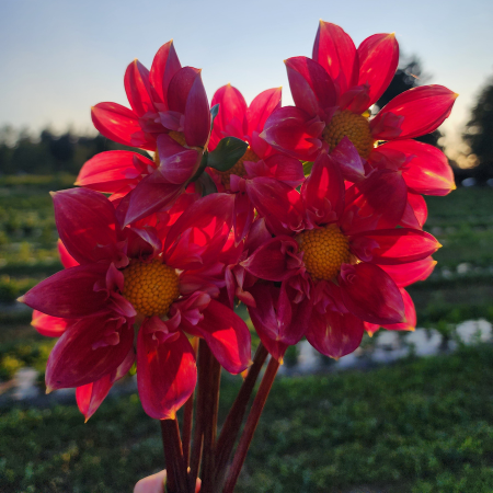 Heat Can Affect Dahlia Color - Triple Wren Farms