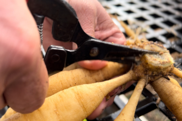 How to Divide Dahlia Tubers - Triple Wren Farms