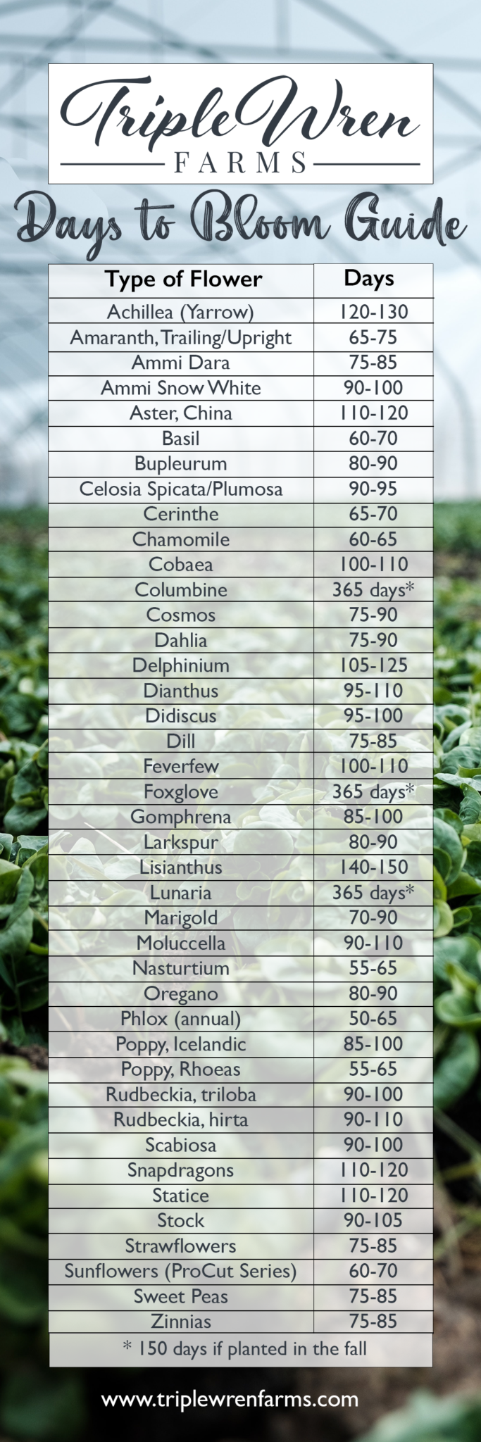 Days from Seed to Bloom for Common Cut Flowers - Triple Wren Farms