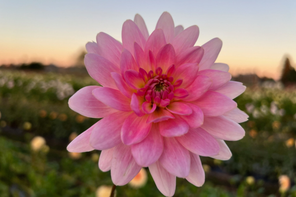 Variety Comparison: Hollyhill Pink Martini and Gerrie Hoek - Triple ...