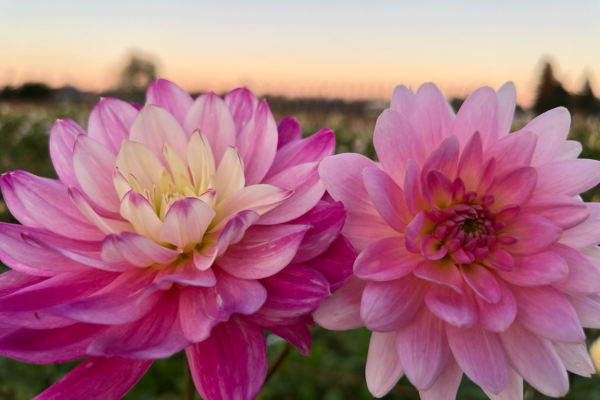 Variety Comparison: Hollyhill Pink Martini and Gerrie Hoek - Triple ...