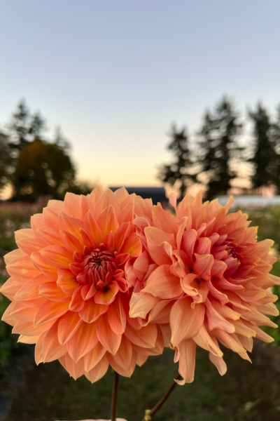 Dahlia Comparison: Nicholas and Terracotta - Triple Wren Farms