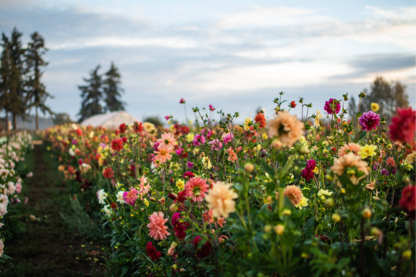 Growing Dahlias From Seed - Triple Wren Farms