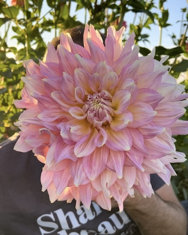Dahlia Forms: Sixteen of the Most Common Forms - Triple Wren Farms