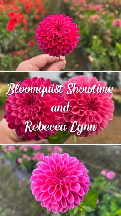 DIY Photo Background, Blush version - Triple Wren Farms